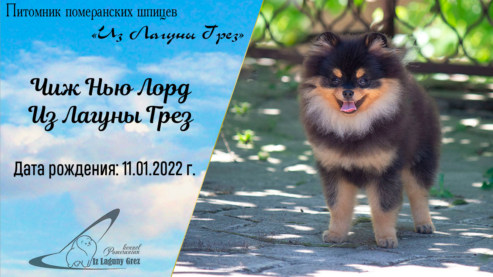 Чиж Нью Лорд Из Лагуны Грез