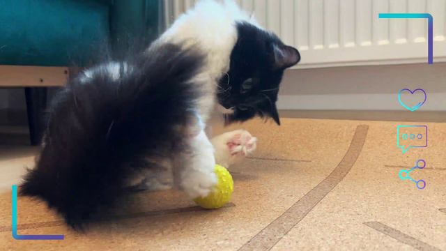 Люцик Обними кота 2024