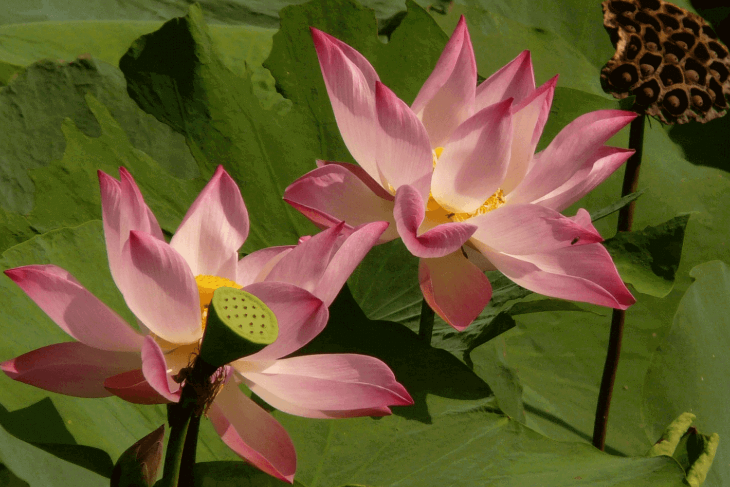 Лотос. Посев из семян. Часть1 (How to sow a lotus. Part 1)