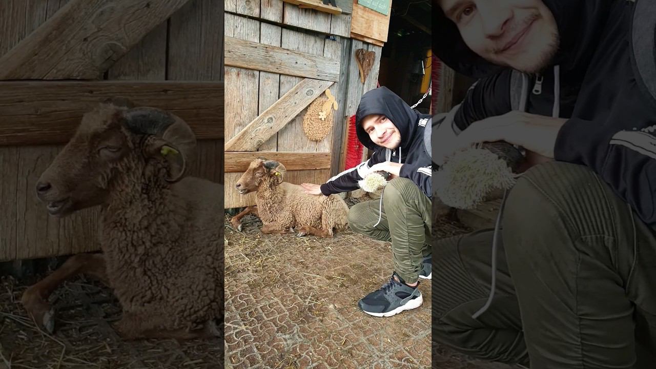 Барашки маленькие и пушистые  #shots
