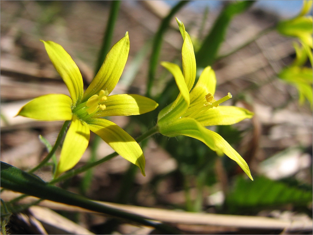 «Гусиный лук» РЕЛАКС АРТ-ТЕРАПИЯ ВАЛЬС ИМПРОВИЗАЦИЯ композитор Виктор Анохин #instrumental #цветы