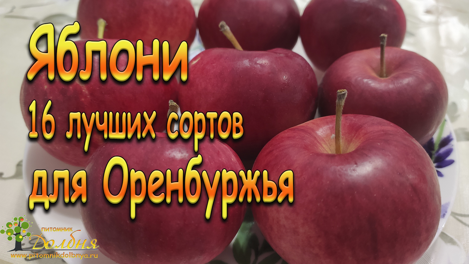 Яблони - 16 лучших сортов для Оренбуржья