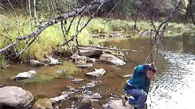 Береза над рекой.