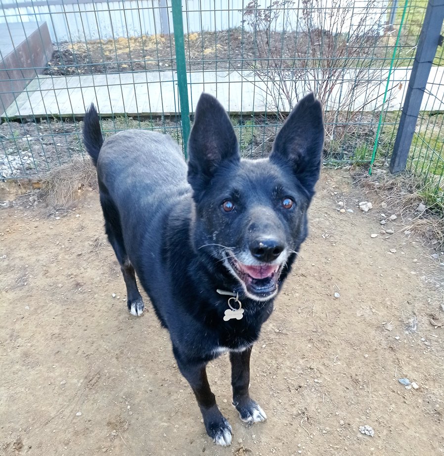 Гаврюша живет в пЕнсионе уже 1,5 года. Несмотря на больную лапку, очень  любит играть в мячик