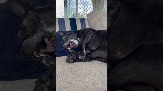 Смешные животные, собака спит и видит сон.mp4