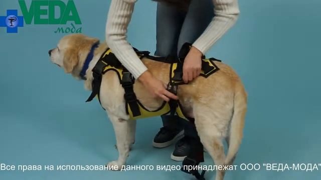 Предметы реабилитации, как надевать полную поддержку на собаку