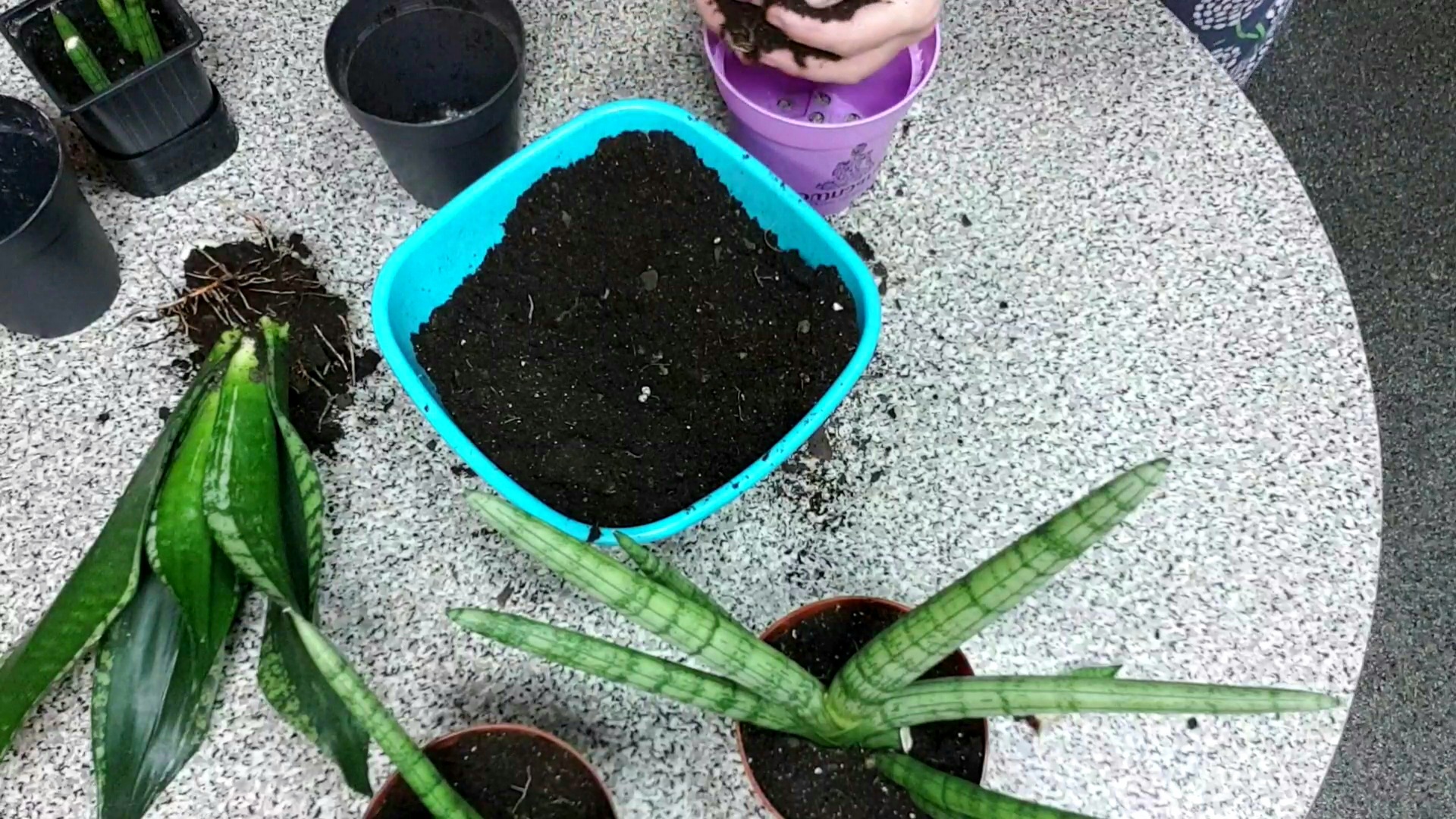 ??Пересадка Моих Новых Сансевиерий?Уитни и Тиара?