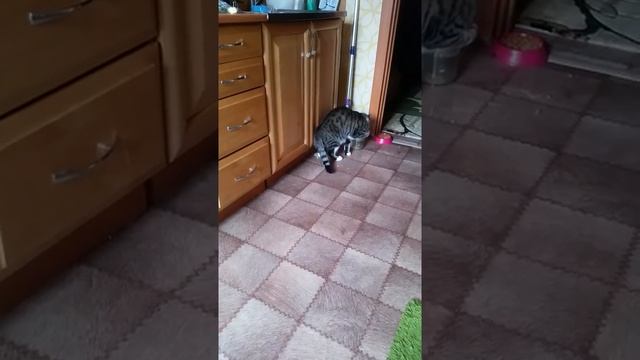 Домашний любимец- перед едой моем лапы