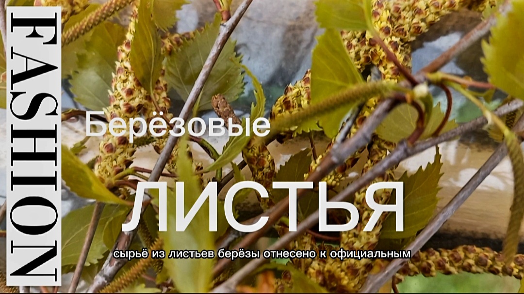 Березовые листья очень полезные, рассказываю почему.