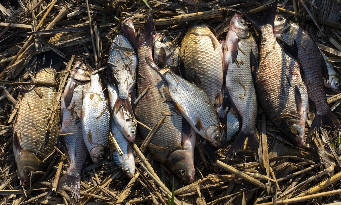 Ловля воблы, подлещика и других рыб. Когда погода и рыбалка в кайф. Рыбалка в Астрахани.