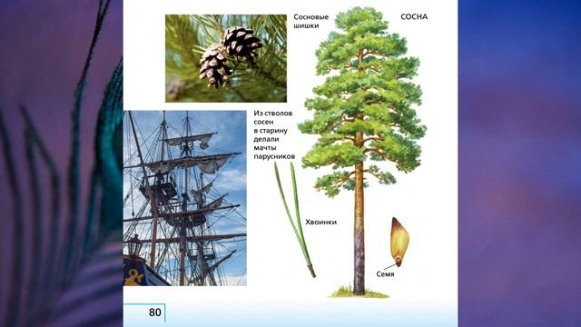 §16 "Голосеменные растения", Биология 5 класс, Сивоглазов, Плешаков.mp4