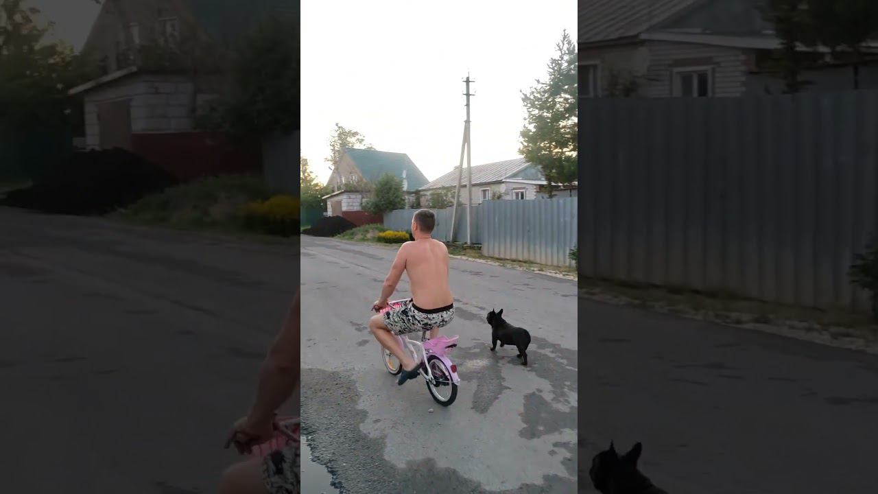 Мальчишки резвятся #папавова #папаможет #французскийбульдог #винтик #frenchbuldog #лето #велосипед