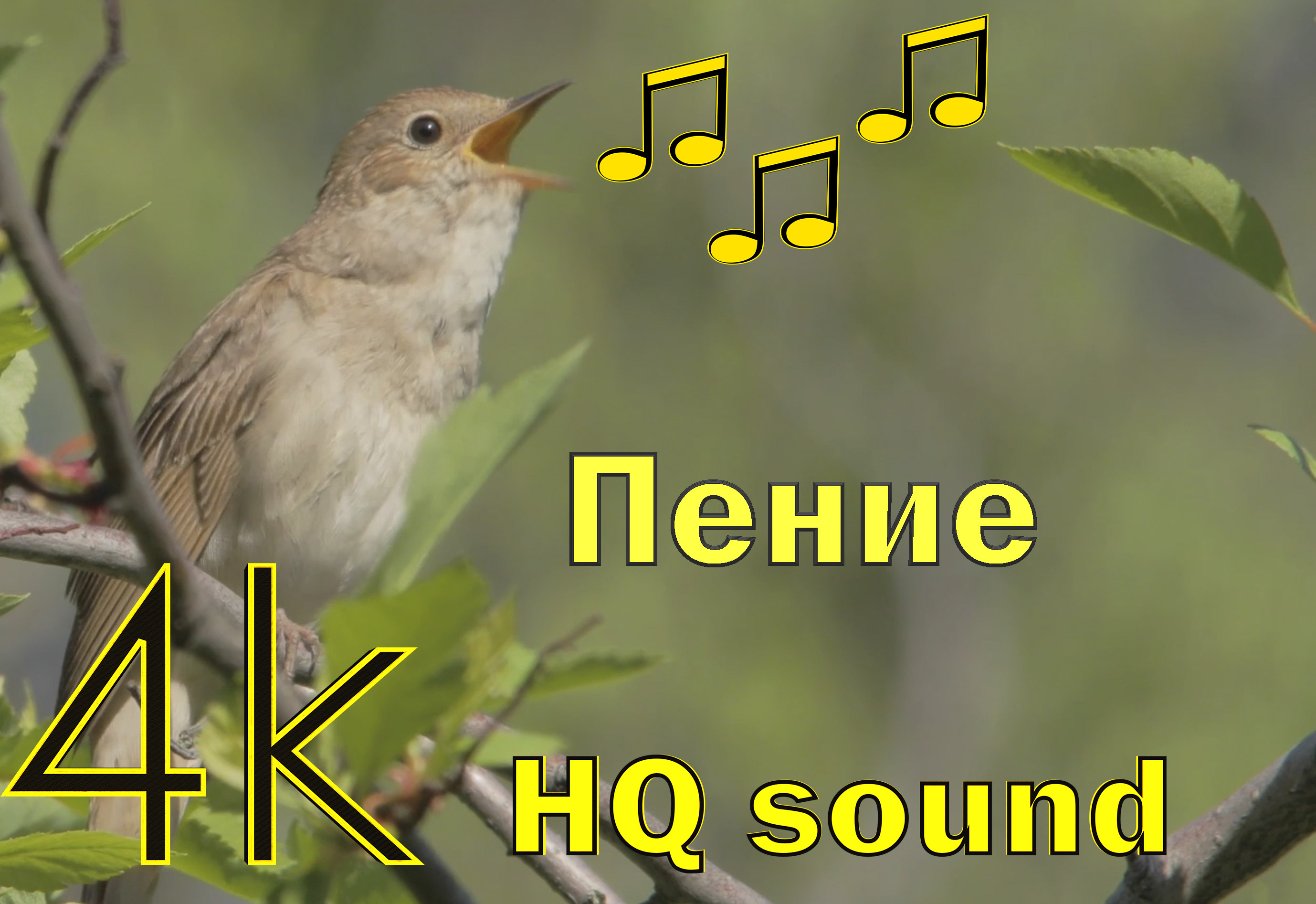 Соловей поёт (4K HQ sound)
