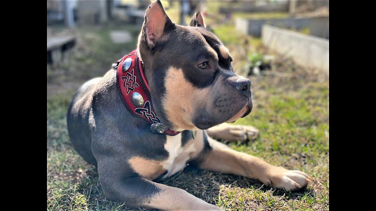 Ошейник для американского булли, по кличке Велес. Изделия из кожи. СКСтиль. Видео создание  "Велес".