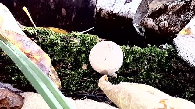 Дождевик и трутовик