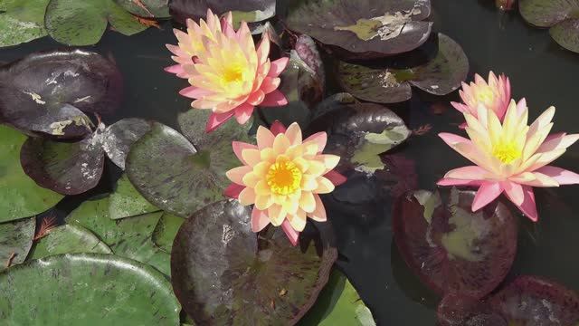 Крым. Фильм 19 Никитский ботанический сад.mp4