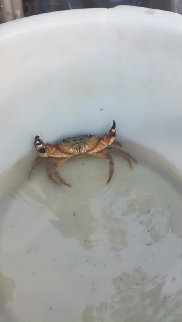 Мистер краб...