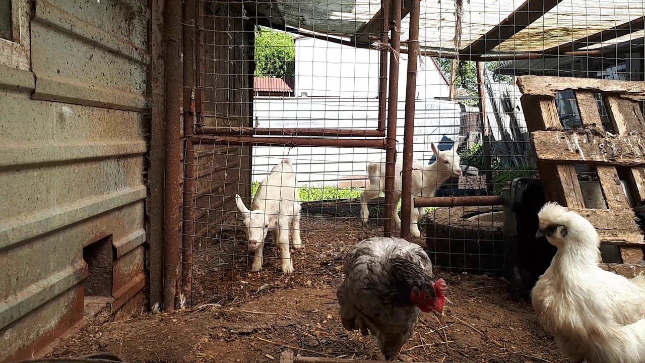 Тосно, животные. Май 2019