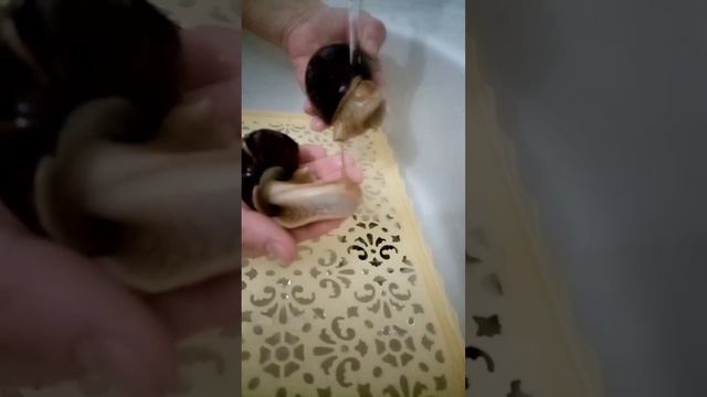 Водные процедуры для Ахатин