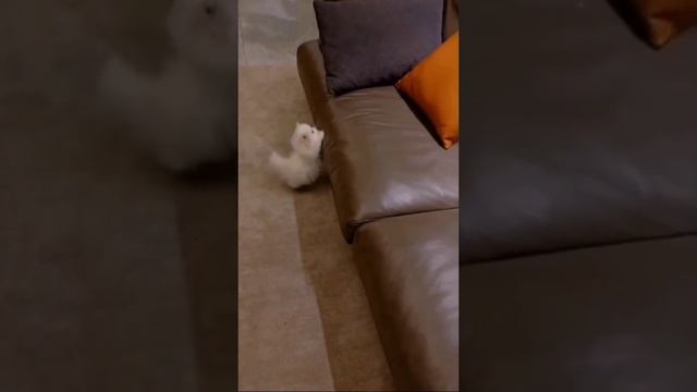 Короткое видео смешных котов и веселых животных №1