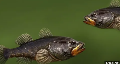 Зимняя ловля ротана + подводная съёмка..mp4