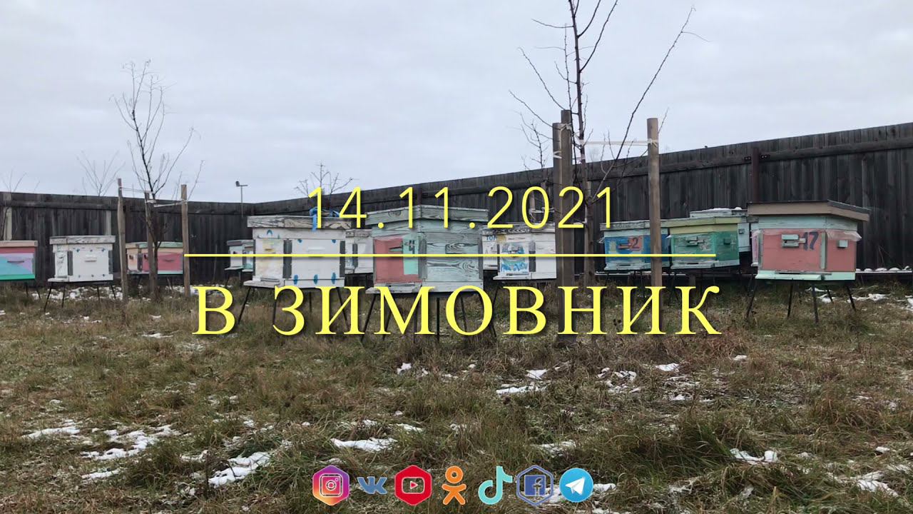 В ЗИМОВНИК ЗАНОСИМ ПЧЁЛ #пасека переезжает в #Зимовник #pereborovobee #bees #улей #мёд #suzdal