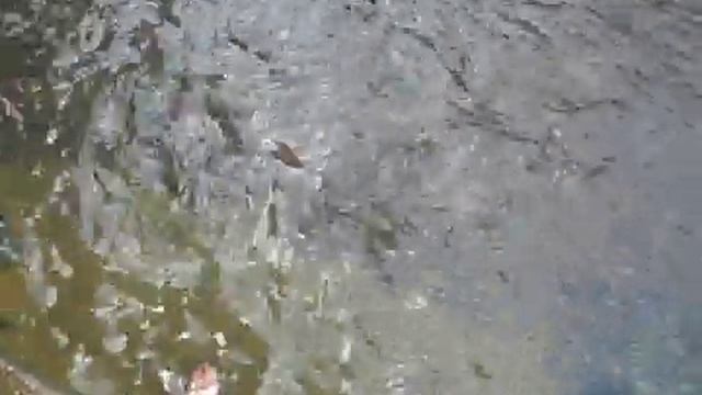 Как Тайцы чистят свою карму.mp4