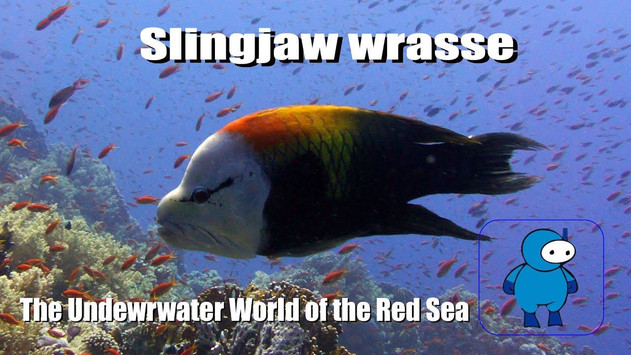 Большеротый губан. Подводный мир Красного моря. Slingjaw wrasse