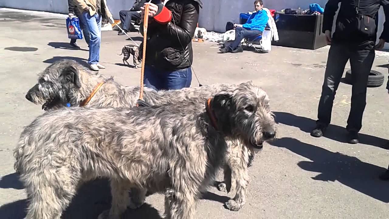 Выставка собак в Челябинске 12.05.2013 ч.1