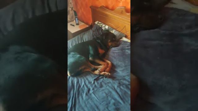 #ShortsЛюбитель подушки. Забавные животные