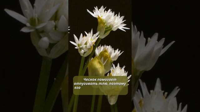 Факт про Чеснок 🧄