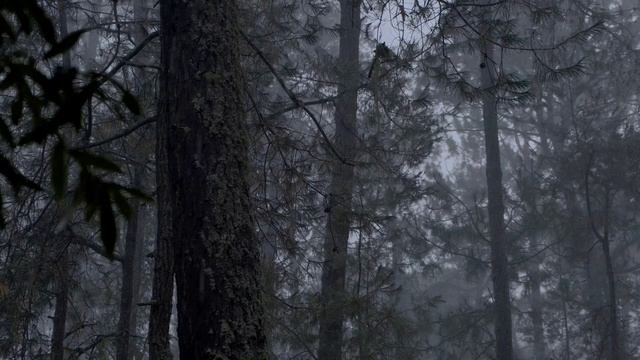 Лесной дождь (для фона)