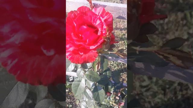 Роза Ред интуишн