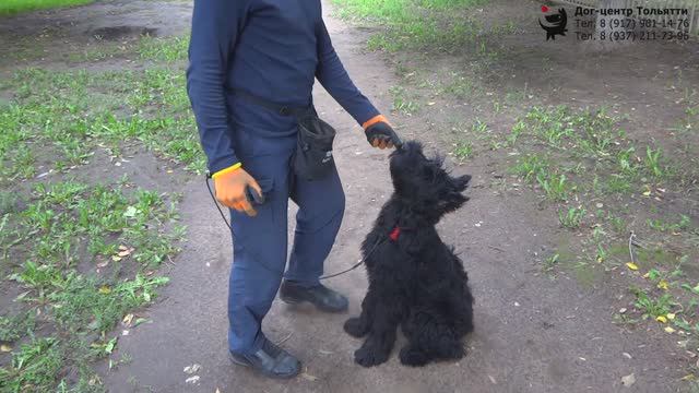 Учим собаку команде Сидеть. Шигаев Роман и ризеншнауцер Куба. Тольятти, 12 августа 2019.