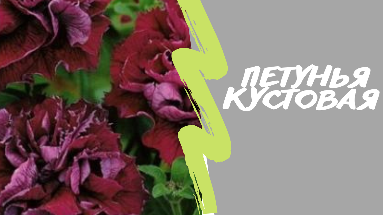 Посадка кустовой махровой петуньи? сорта: Валентайн и дабл каскад Бургунди.