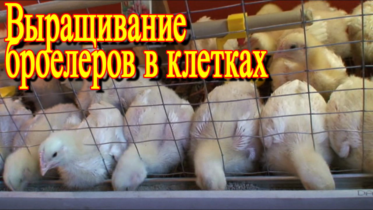 Выращивание Бройлеров  Pосс 308 в Клетке. Вес в  15 Дней