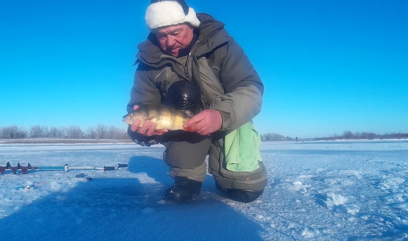 С безмотылкой в сильный мороз в затоне реки Ахтуба окунь монстр порадовал.