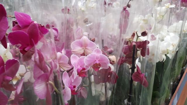 Орхидеи. Стою перед выбором.