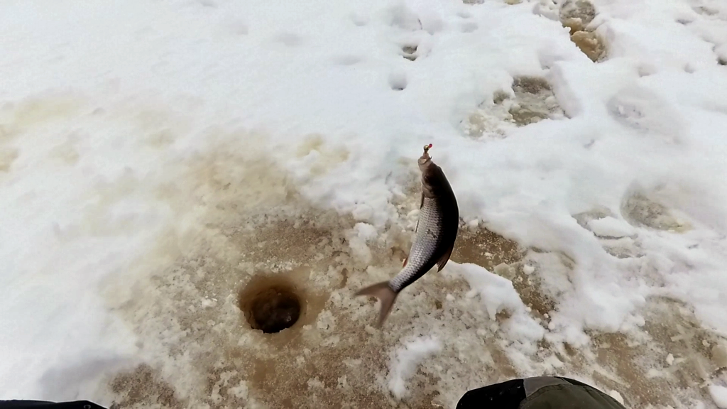 Поклевка плотвы (сороги)