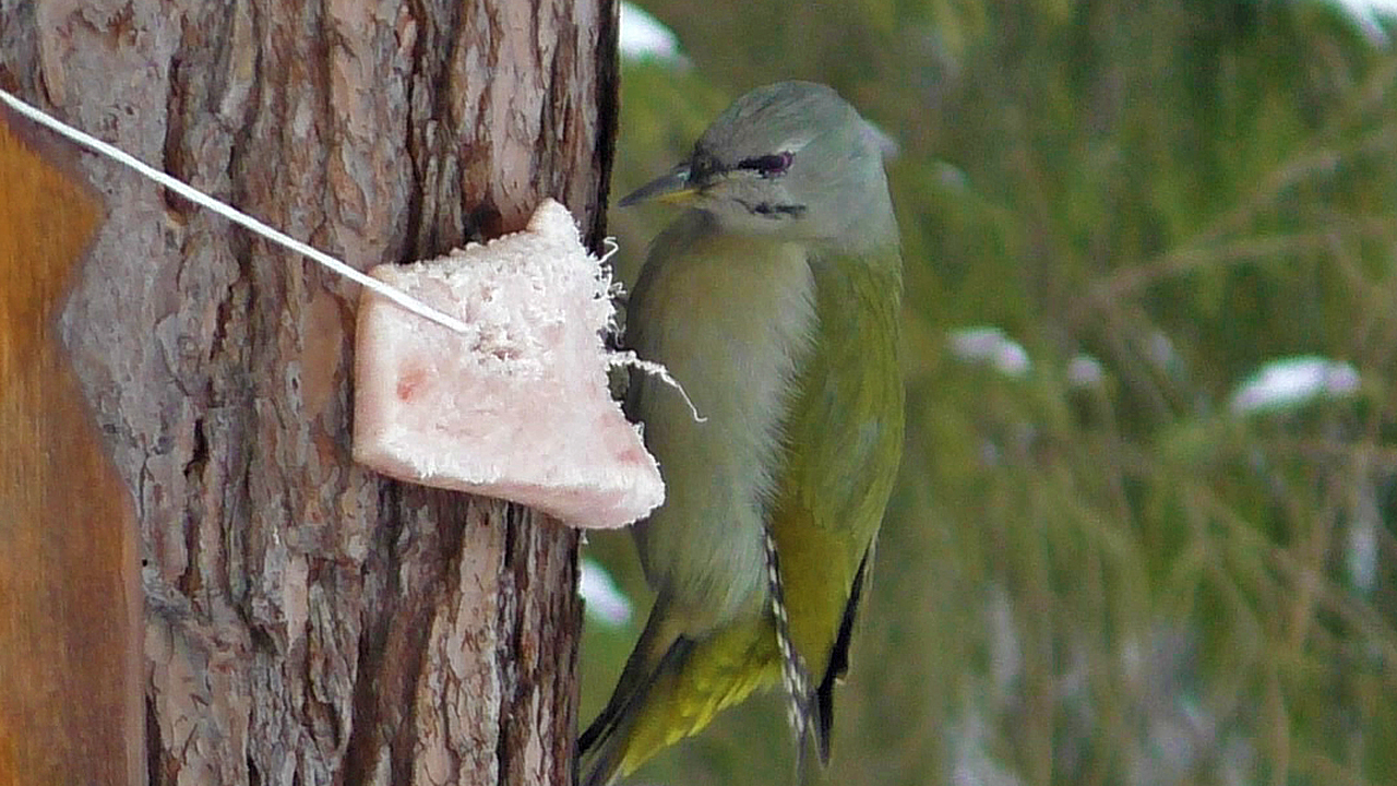 Самка седого дятла в Сосновой роще | Йошкар-Ола