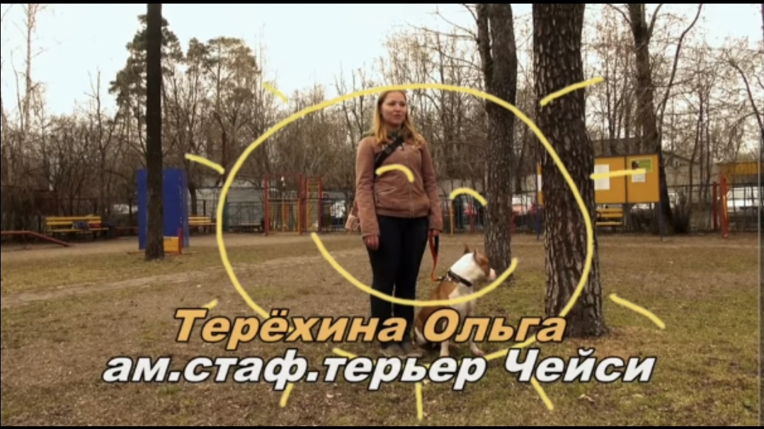 Чейси - ам.стаф.терьер