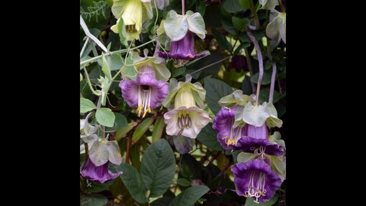 Выращивание кобеи из семян.#кобея #рассада #выращивание #кобеяизсемян #кобеялазающая #цветы #семена