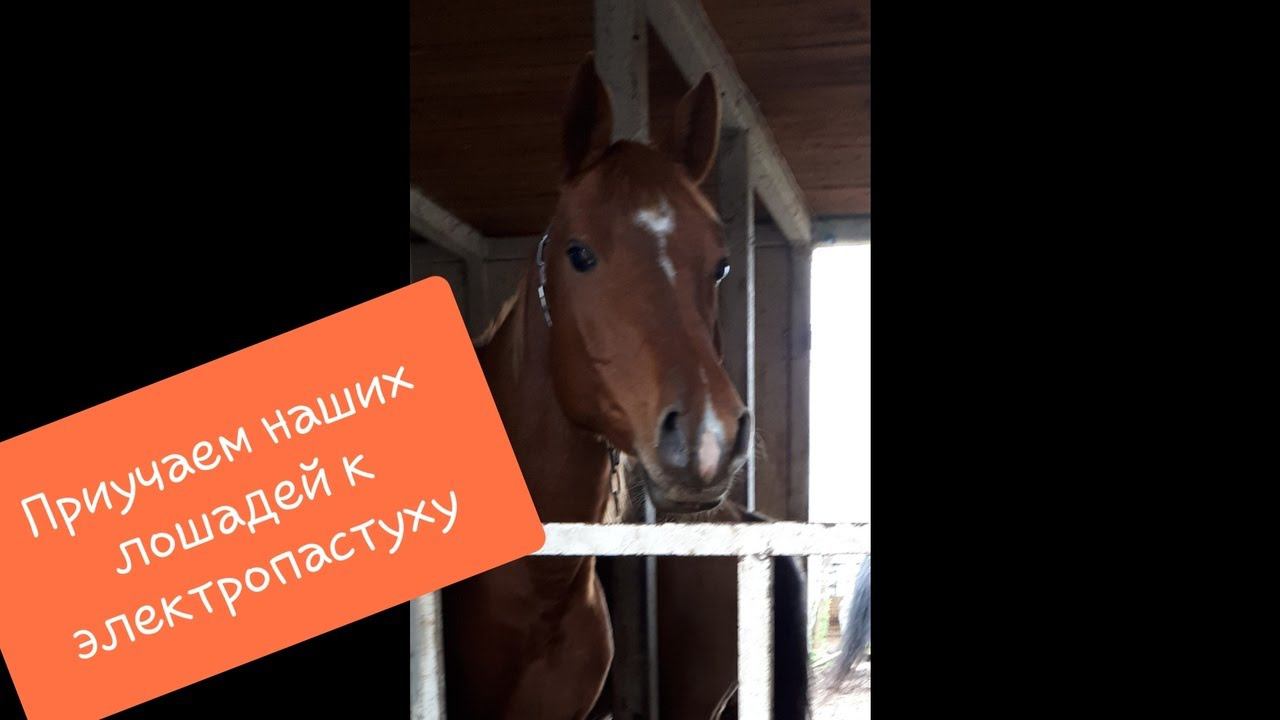 Приучение наших кобыл к электропастуху 02.07.2019