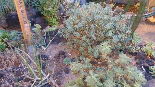 Растения флоры Канарские острова в ботанического сада г. Орхус, Дания. 15 дек. 2021