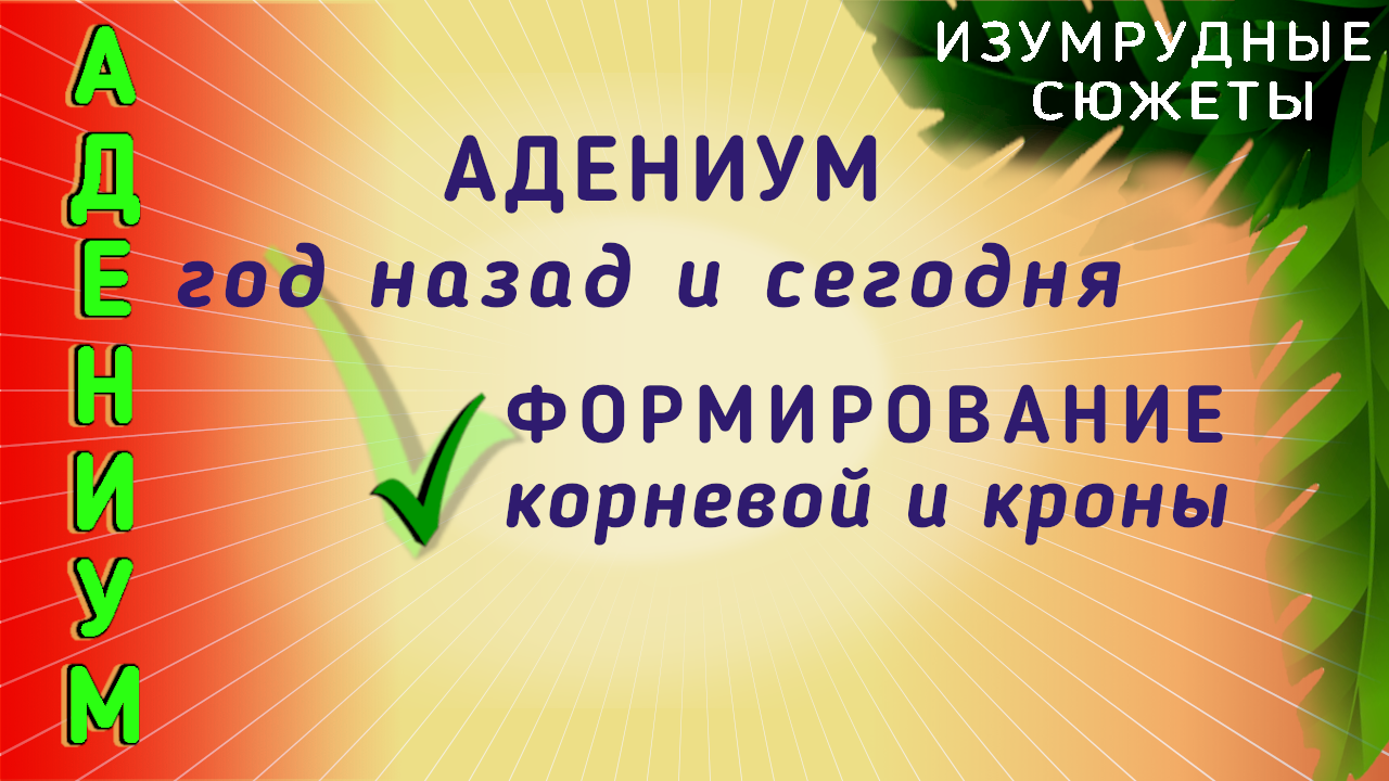 Адениум. Результат Формирования Корневой И Кроны. Пересадка  Через Год.