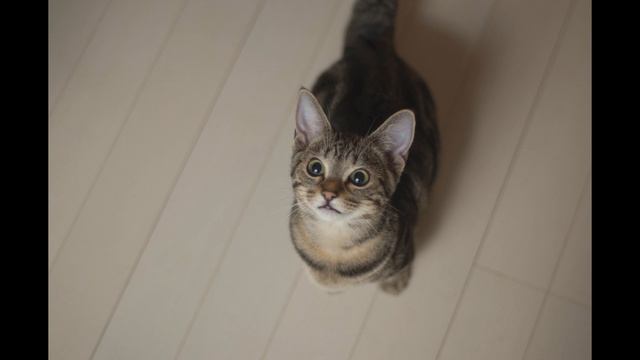 Манчкин: описание кошки, характеристики, 111 фото | 101kote.ru