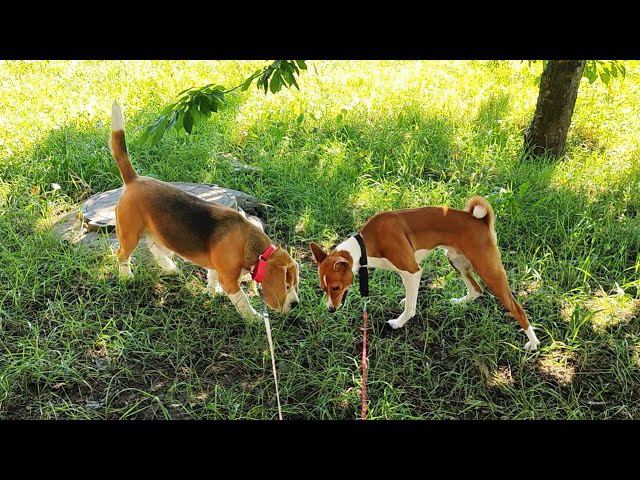 Как Буля и Лео скосили весь лужок ) Гуляем...