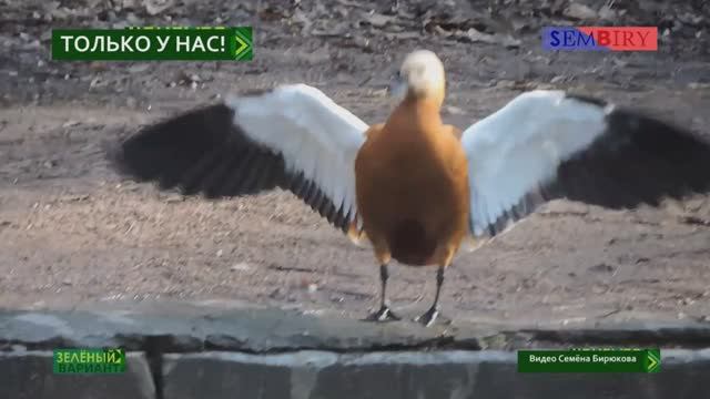 ЖИВОЙ МИР МОИМИ ГЛАЗАМИ №1. ЗЕЛЁНЫЙ ВАРИАНТ. Выпуск от 09.09.2018