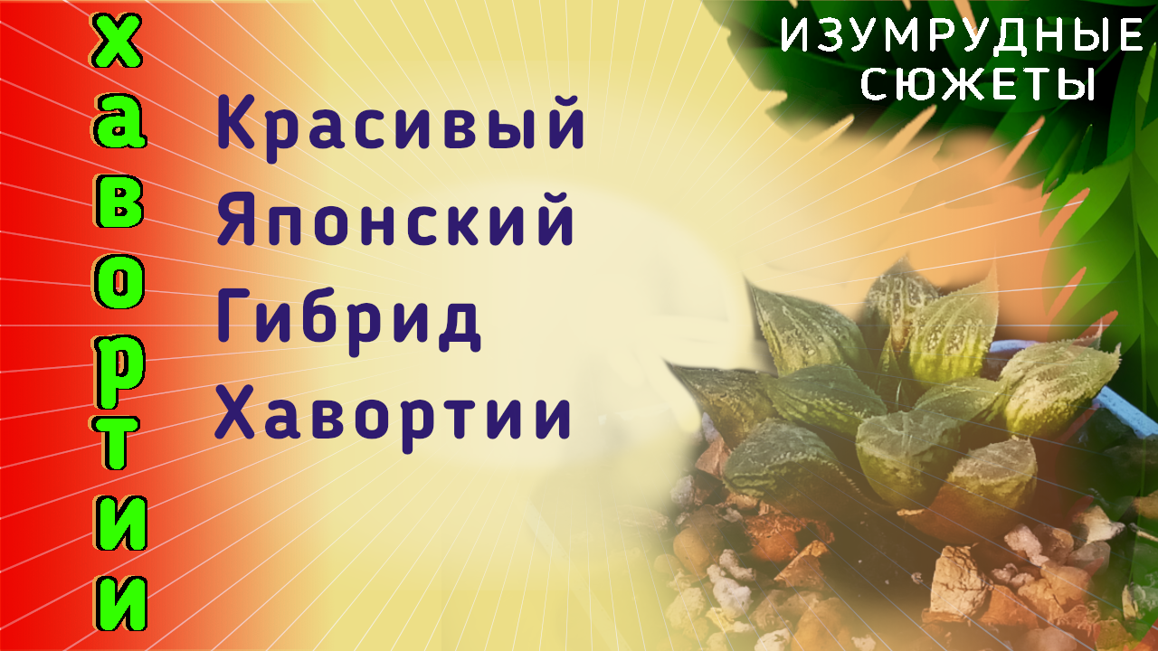 Хавортия  Из Моей Коллекции. Красивый Гибрид Японской Хавортии Haworthia cv  Haworthia 'Hakuteijo'