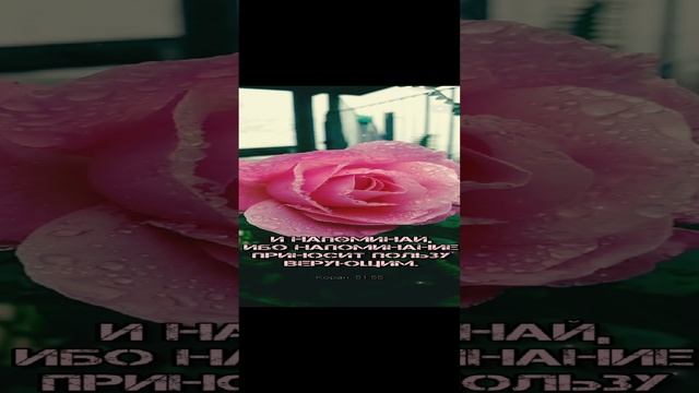 сура "аз-Зарият", "Рассеивающие",аят 51